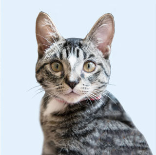 Memphis Cat Veterinary Care & Kitten Packages | The Pet Hospitals