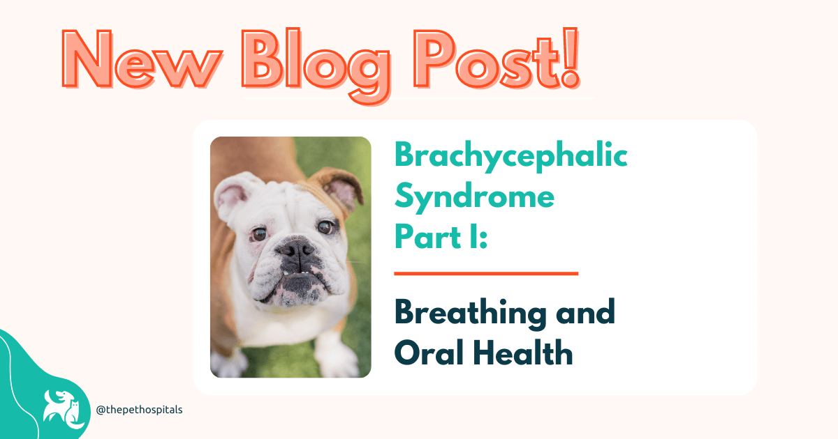 Brachycephalic Syndrome Part I: Breathing and Oral Health | The Pet ...